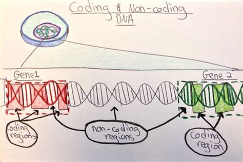Inheritance Variation Evolution Dna And The Genome Flashcards Quizlet