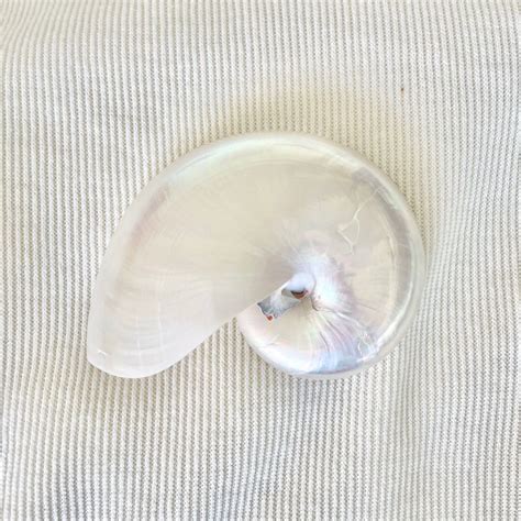 Iridescent Nautilus Shell Seashell Decor