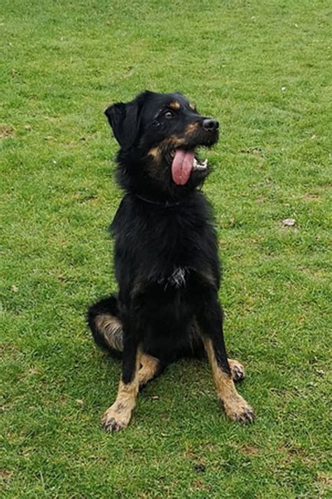 Cockapoo Among 29 Dogs Needing Forever Homes In Cornwall Cornwall Live