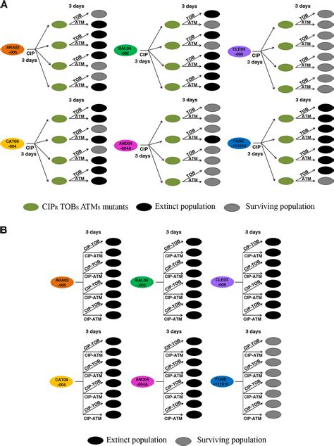 Rapid Phenotypic Convergence Towards Collateral Sensitivity In Clinical Isolates Of Pseudomonas