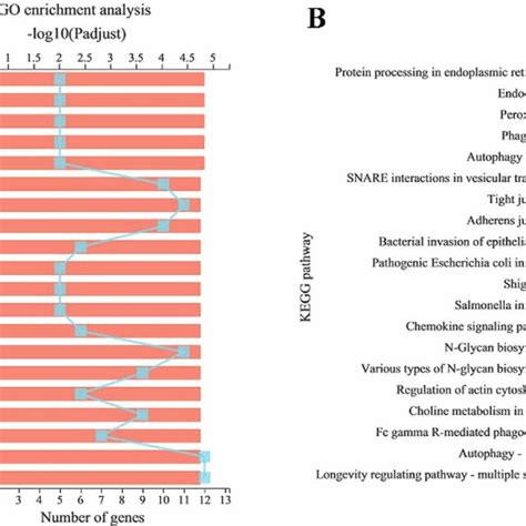 Enrichment Analysis A B Of Common Degs Go Categories And Kegg