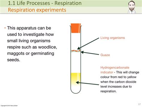Mr Exham Igcse Respiration Pptx