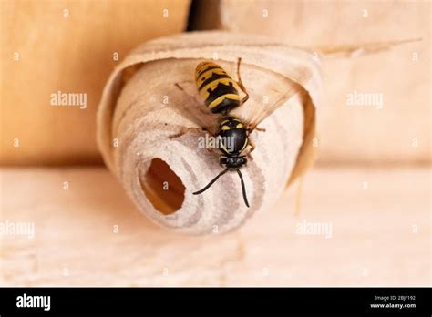 Wasp Nest Queen Wasp Building A Nest Attached To The Inside Of A Garden Shed Roof Uk Stock