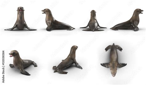 White Sea Lion
