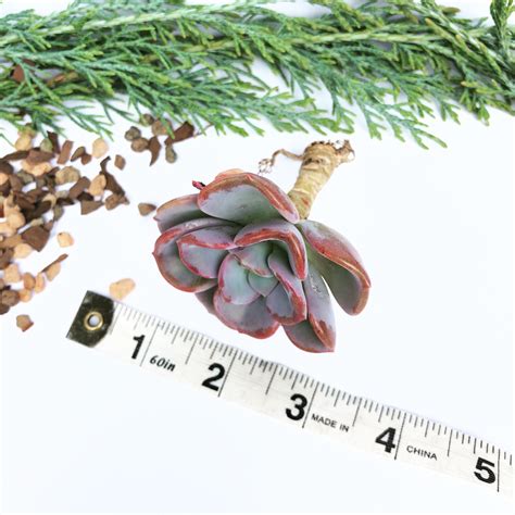 Echeveria Orpet – Cedar Creek Farmhouse