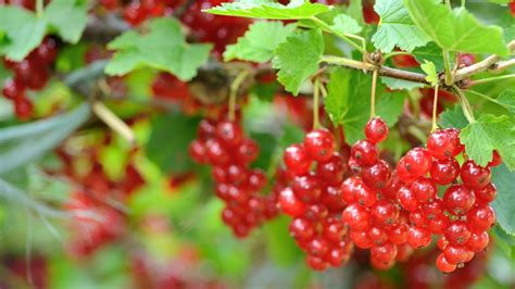 How To Plant Grow And Care For Currants