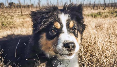 Miniature American Shepherd Colors And Coat Patterns A Visual Guide