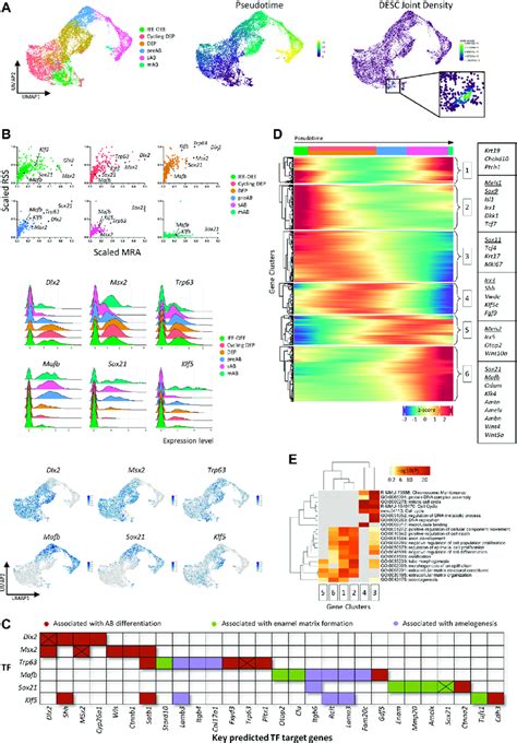 Subclustering Of The Mouse Ameloblast Lineage A Umap Plots Of