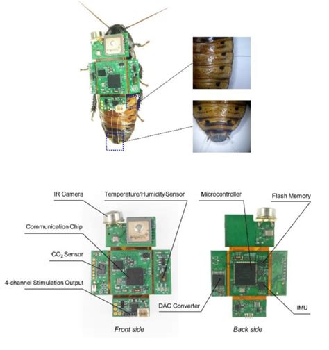 Petapixel Scientists Create Search And Rescue Cyborg Cockroach Camera Clubsnap Photography