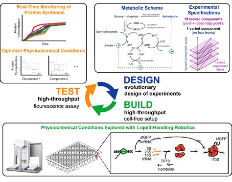 Table 2 From High Throughput Optimization Cycle Of A Cell Free Ribosome