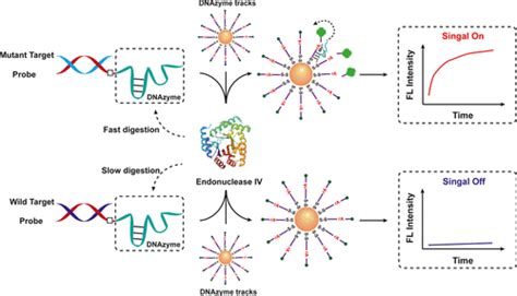 Endonuclease Iv Regulated Dnazyme Motor For Universal Single Nucleotide