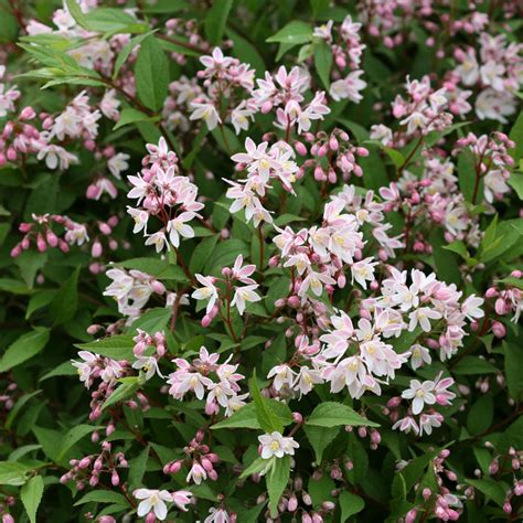 Deutzia Yuki Cherry Blossom® Proven Winners® Shrubs Proven