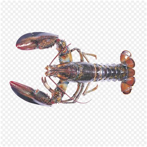 虾png图片素材下载图片编号11136099 Png素材网
