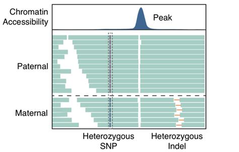 Cell Research 汤富酬课题组开发基于单分子测序平台的单细胞染色质可及性测序技术 北京未来基因诊断高精尖创新中心