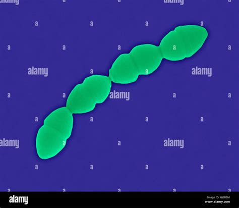 Streptococcus Salivarius 1000x