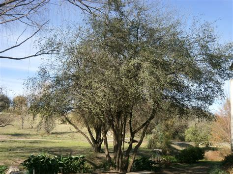Jardín Botánico De Córdoba 29 De Agosto DÍa Del Árbol