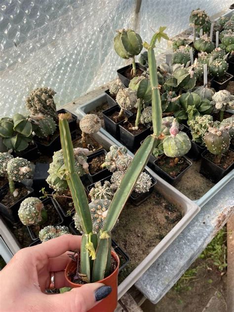 Cissus Cactiformis Succulents Cissus Kaktusy Sukulenty I Inne