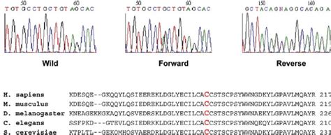 Mutation Analysis Wild Type Left And Patient Right Forward And
