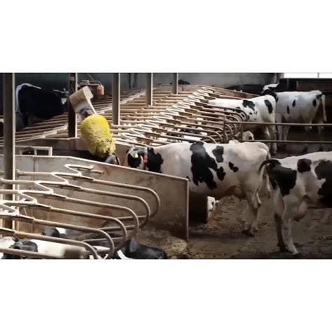 Cow Counting Object Detection Model V12 Cattle By Thesis