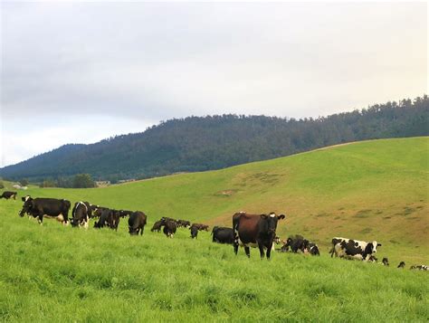 Understanding Metabolic Disorders Of Calving And Early Lactation