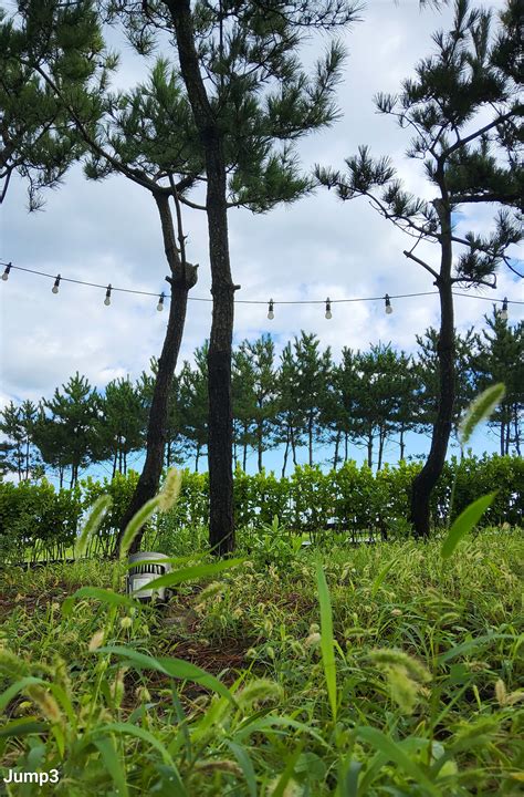 당신의 하늘은 소나무와 하늘 Daum 카페