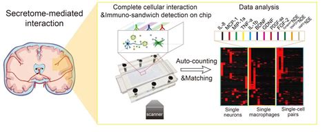 Decoding Secretome Mediated Neuron Immune Cellular Interaction Network Mirage News