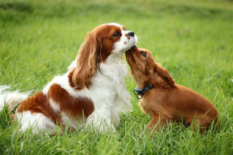 Cavalier King Charles Spaniel Breed Guide Learn About The Cavalier