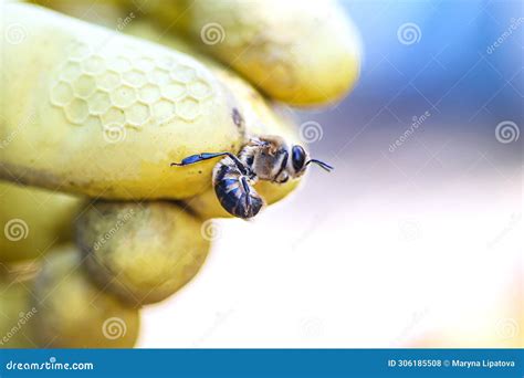 Beekeeper Selects Bee Drones For Selection Of Sperm Artificial Insemination Of Queen Bees Bee