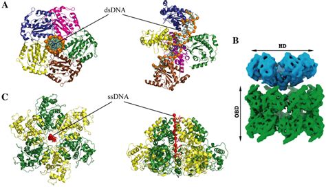 The Structure Of Rep Binding To Dna Sequence A Structure Of Obd Domain Download Scientific