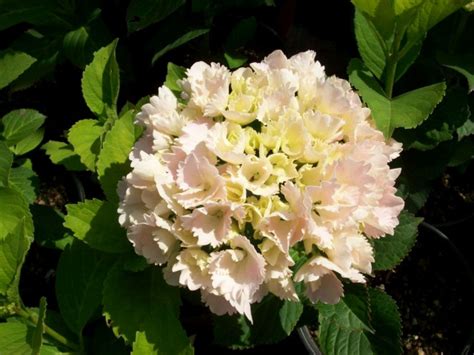 Hydrangea macrophylla Frisbee Hot Pink
