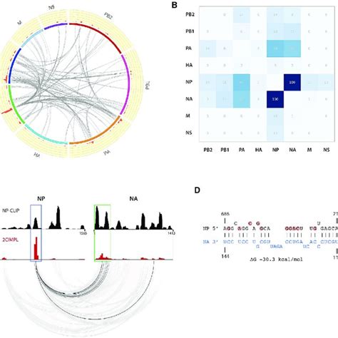 Crosslinking And Proximity Ligation Based Approach To Identify Rna Rna