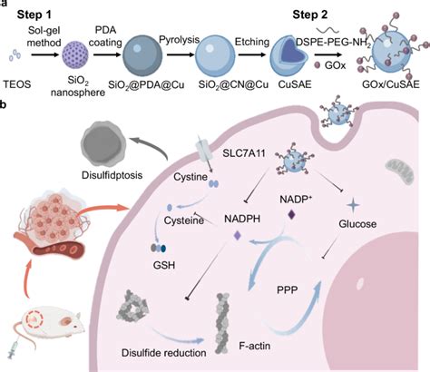 通过单原子纳米酶通过调节细胞能量供应和降低功率来引发肿瘤二硫下垂 Nature Communications X Mol