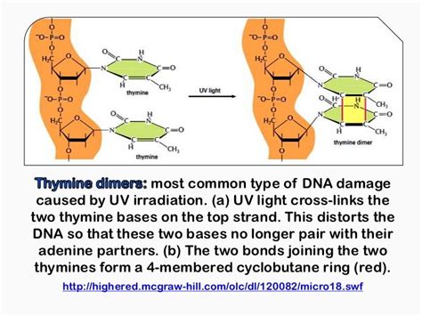 Thymine Dimer Mutation