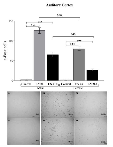 C Fos Expression Levels In Ac Of Male And Female Rats Exposed Acoustic