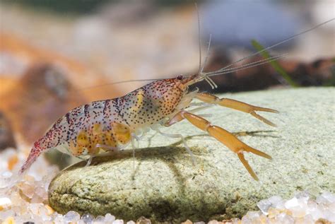 Freshwater Shrimp Species