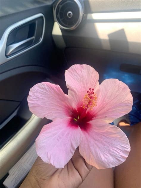 Pin By Angie On Épingles Créées Par Vous Flower Therapy Hibiscus
