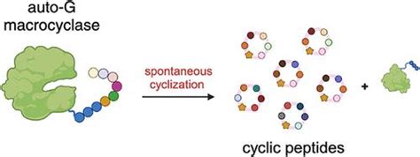 自催化肽环化酶可提高环状肽在体内和体外的保真度和产量 Acs Synthetic Biology X Mol