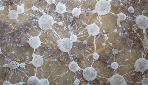 Micorrize Cosa Sono E Perché Rivoluzionano La Vita Delle Piante