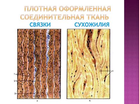 Морфофункциональная характеристика соединительных тканей Online Presentation