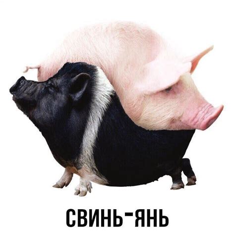 ﻿свинь янь инь янь свиньи приколы для даунов смешные картинки