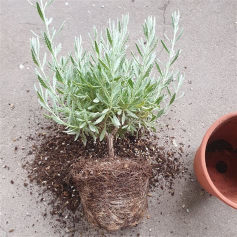 로즈마리 분갈이에 관하여 식물 갤러리