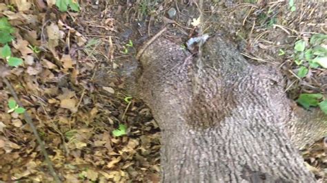 Marking A Tree ThisVid Com Marking A Tree ThisVid Com