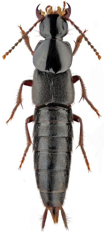 Algon Grandicollis Sharp Staphylinidae атлас жуков России фото К