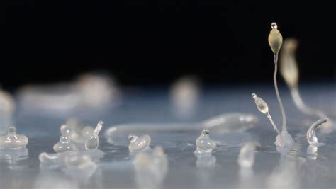 The Evolution Of Cooperation John Templeton Foundation