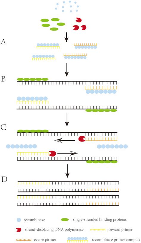Application Of Recombinase Polymerase Amplification With Lateral Flow Assay To Pathogen Point Of