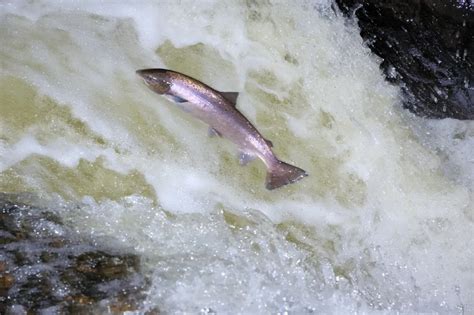 Distilling Gpt 4 For Classification With An Api