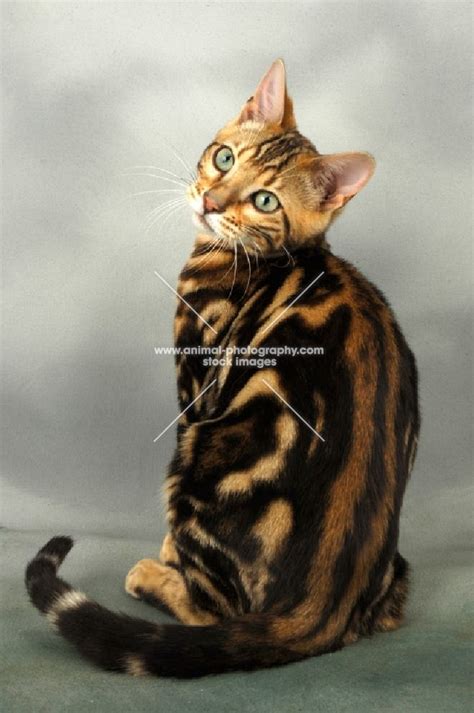 Marbled Bengal Cat Pictures Koratcapicturesny
