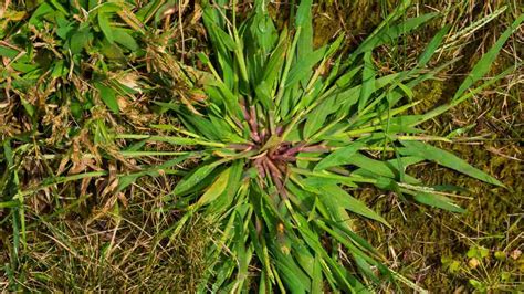 How To Get Rid Of Crabgrass A Complete Guide To Eradication Crabgrass