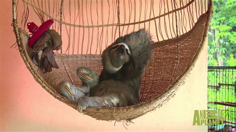 Buttercup gives out a mating call from her basket on 'Meet The Sloths' - YouTube