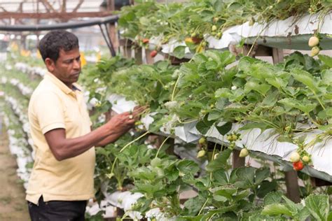 Trichoderma Biocontrol Agents Uses